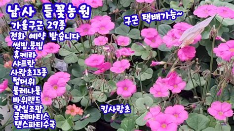 남사들꽃농원가을구근29종 예약하세요썬빔문빔사랑초13종휴케라유리호프스샤프란페라고늄털머위바위랜드배풍등크로버상사화물레나물칼잎조팝댄스파티클레마티스
