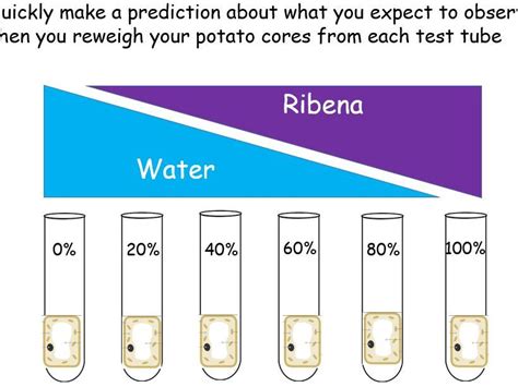 Diffusion And Osmosis Investigation Teaching Resources