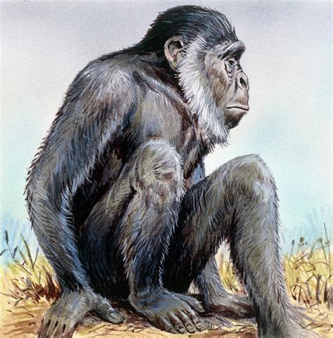 Sivapithecus By Science Photo Library