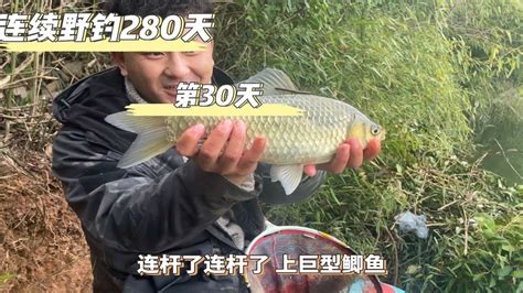 連續野釣280天 第30天 暴躁魚情小連桿 上巨型鯽魚！ Youtube