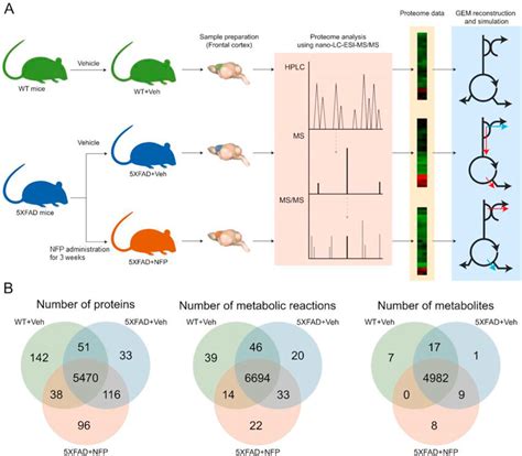 Schematic Workflow Of Proteome And Metabolic Network Analyses For The