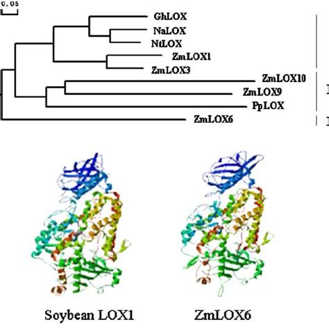 Phylogenetic Analysis Of Zmlox6 And Selected Plant Loxs A The