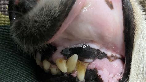 Causas de encías blancas en perros Descubre por qué ocurre Mascotario