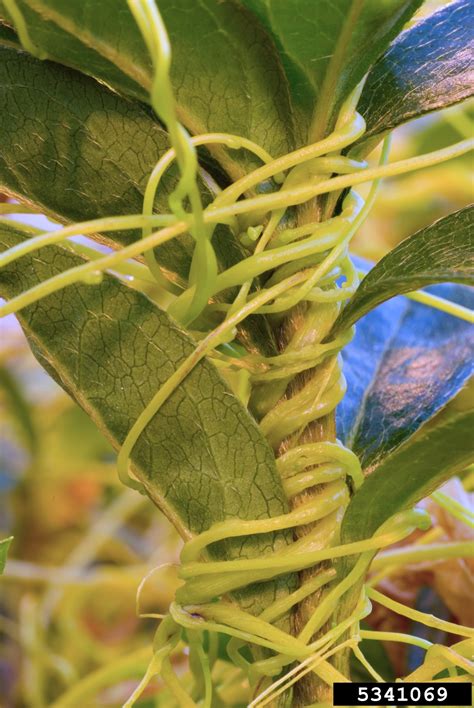 Japanese Dodder Cuscuta Japonica Choisy