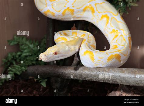 Reticulated Python From Indonesia Stock Photo Alamy