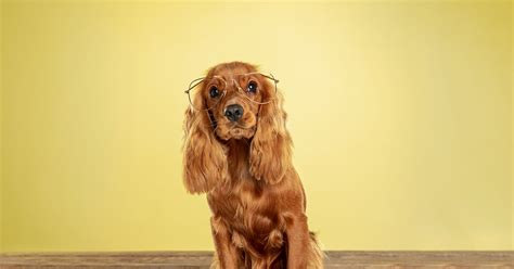 Tot Ce Trebuie Să știi Despre Rasa De Câini Cocker Spaniel Cum Să Ai