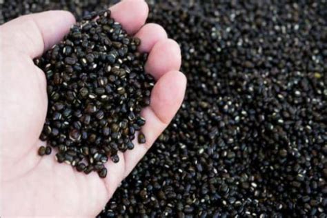 အိန္ဒိယက စျေးကွက်အသစ်ရှာနေသော်လည်း မြန်မာ့မတ်ပဲစျေး အတက်ဘက်တွင်ရှိနေ