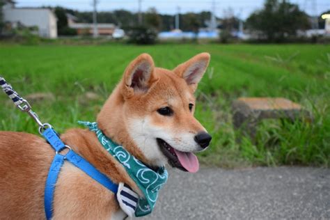 犬がハーネスを嫌がる・噛む理由は？原因と対策をしっかりとろう Pet Life
