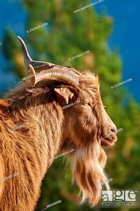 Portrait Of Domestic Goat With Horns Capra Aegagrus Hircus Stock