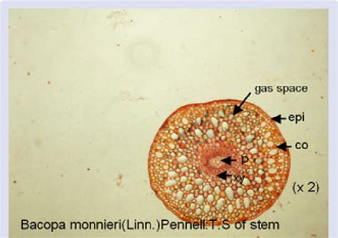 Photomicrograph Of Bacopa Monnieri Linn Pennell Cross Section Of