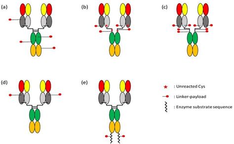 Bispecific Antibody Drug Conjugates Bsadcs Boc Sciences