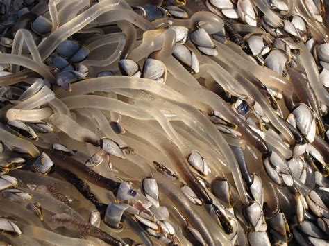 Six Of Natures Weirdest Sex Lives