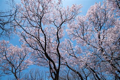 By Id Photohito