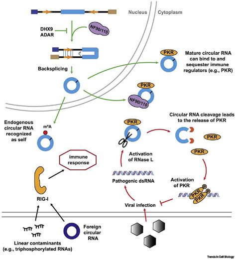 Figure 6 From Biogenesis And Functions Of Circular Rnas Come Into Focus