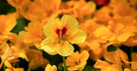 경치 꽃 꽃무늬 꽃이 피는 꽃잎 노란 꽃 노란색 다채로운 디테일 매크로 밝은 배경 빨간 악센트 선명한 성장 식물 식물 생활 식물군 식물의