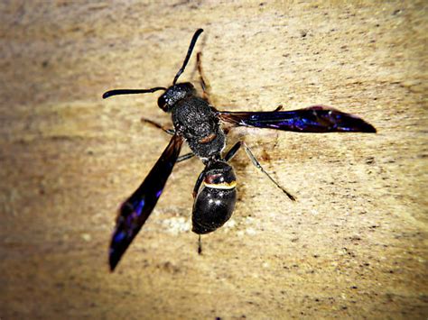 SWR Ancistrocerus Unifasciatus BugGuide Net