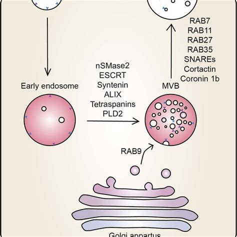 Exosome Markers And Contents Common Exosome Markers Include