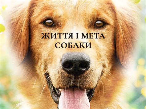 Собачья жизнь