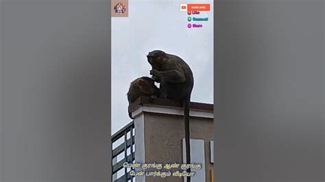 பெண் குரங்கு ஆண் குரங்கு பேன் பார்க்கும் வீடியோ அற்புதமான ஒரு காட்சிகள்