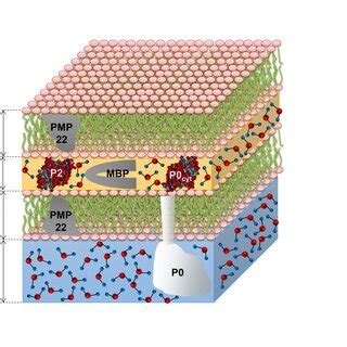 Color Online Pictorial View Of Myelin Structural Unit With The Four Download Scientific