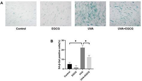 The Senescence β Galactosidase Staining Assay Was Performed To Detect