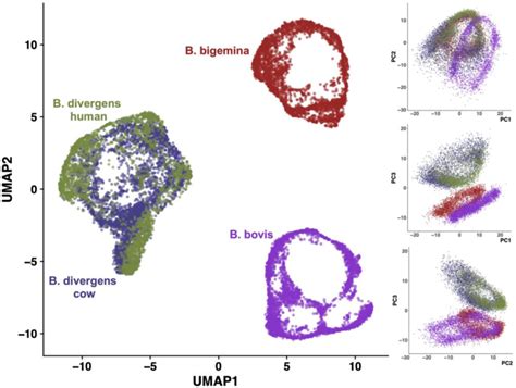 Projection Of Scrna Seq Data Onto Umap Coordinates Left And The First