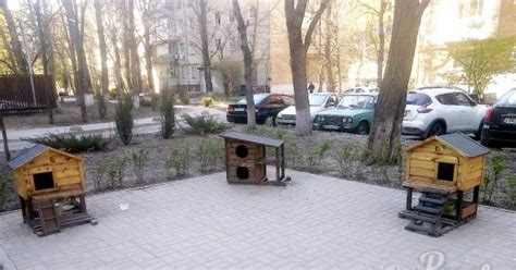 Домики для бездомных котов построил ростовчанин | Пикабу