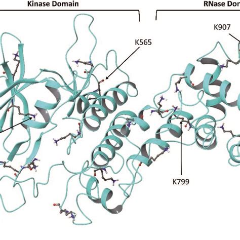 The Crystallographic Structure Of The Cytosolic Domain Of Ire1 Pdb