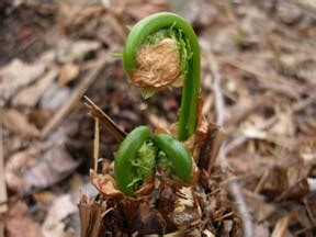 How To Prepare And Preserve Fiddleheads Cooperative Extension Food