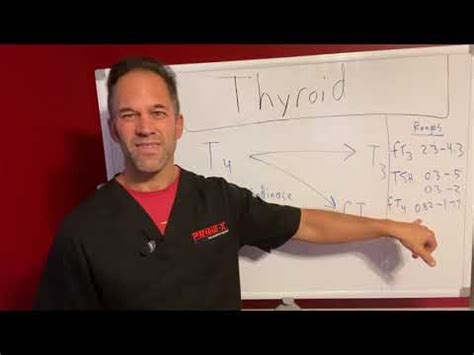 Learn More About The Thyroid T4 T3 RT3 And Thyroid Ranges YouTube