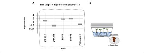 Relative Expression Ratios Of Tomato Defense Related Genes In