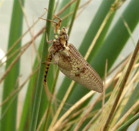 Ephemera Vulgata Naturespot