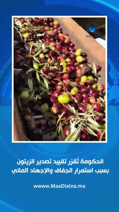 الحكومة تُقرّر تقييد تصدير الزيتون بسبب استمرار الجفاف والإجهاد المائي