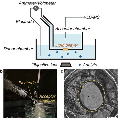 Horizontal Lipid Bilayer Permeability Assay Horizon Lba A Download Scientific Diagram