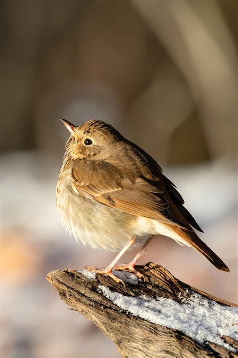 Thrush Bird Snow Free Photo On Pixabay