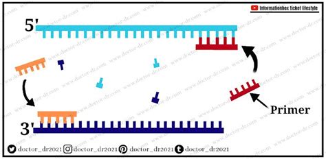 Primer Definition Its Types And Uses By Doctor Dr Biology Notes