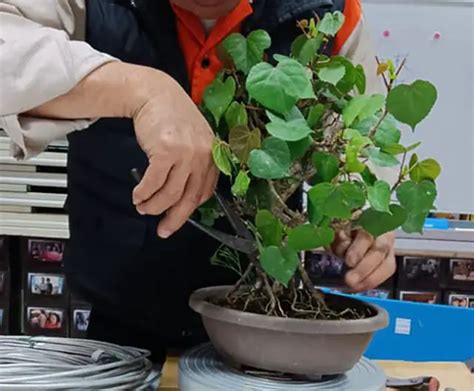 How To Prune And Shape A Bonsai Tree Amaze Vege Garden