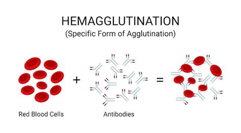 Premium Vector Hemagglutination Specific Form Of Agglutination