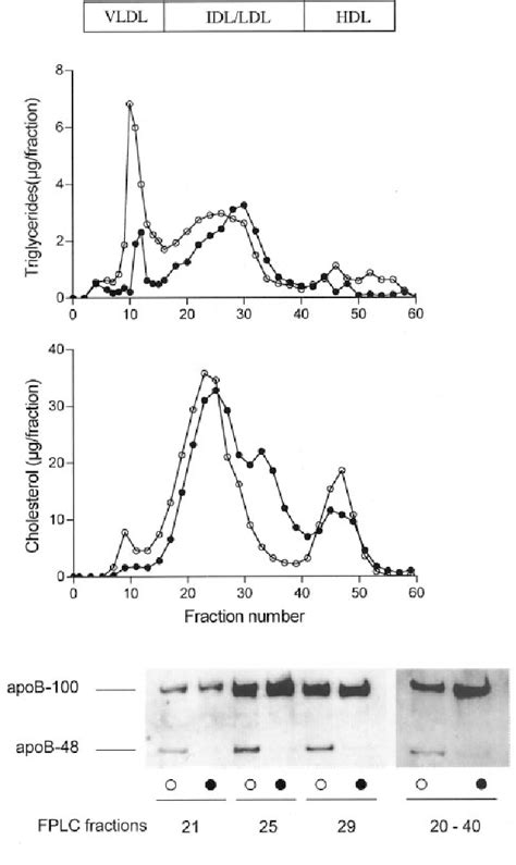 Figure 4 From The Peroxisome Proliferator Activated Receptor α Pparα