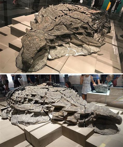 18个异常珍贵的远古化石！800万年历史的海龟化石长啥样？ 知乎