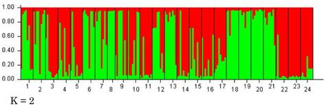 A Result Of Bayesian Clustering In The STRUCTURE Analysis Bar Plots