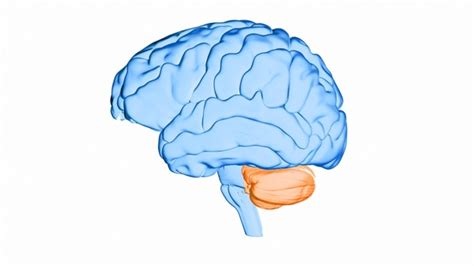 Hersendiagram Cerebellum