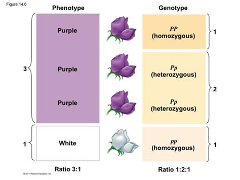 Inheritance Patterns Are Often More Complex Than Predicted By Simple Mendelian Genetics