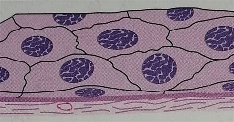 SIMPLE SQUAMOUS EPITHELIUM