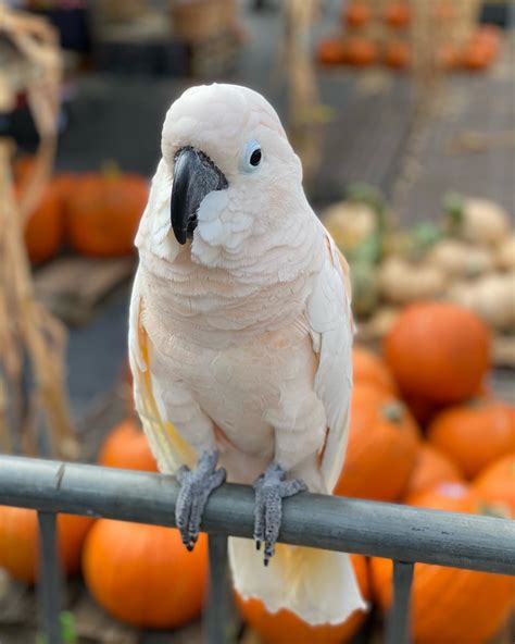 Silly Cockatoo Mr Beau Jangles Is Taking Instagram And Tiktok By Storm
