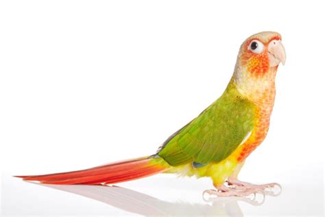 Pineapple Green Cheek Conure Information And Pictures