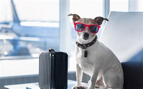 精细化养宠流行 宠物旅游市场需求释放 消费者 服务 旅行