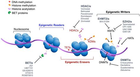 Cancers Free Full Text Targeting Epigenetic Dependencies In Solid