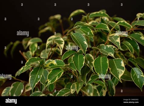 Beautiful Lush Houseplant Ficus Benjamina Commonly Known As Weeping