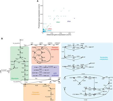 A Whole Cell Computational Model Predicts Phenotype From Genotype Cell